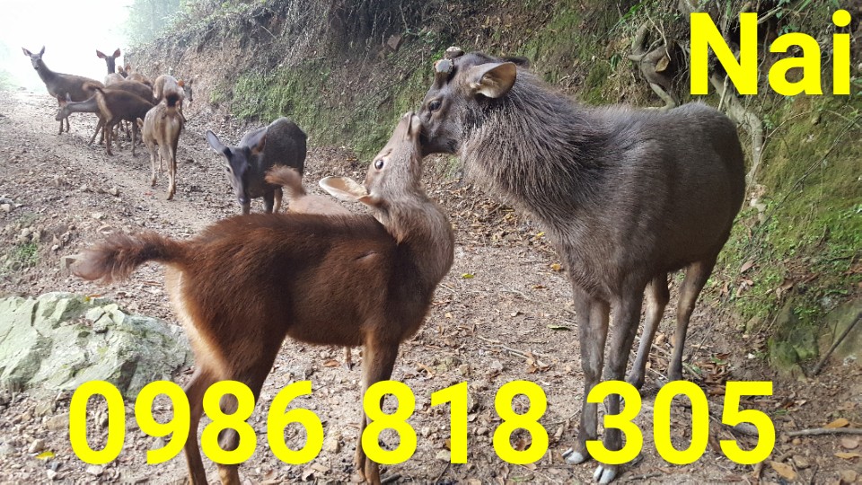 Kỹ thuật chăn nuôi nai | Nhung hươu Tươi, hươu giống, nai giống,