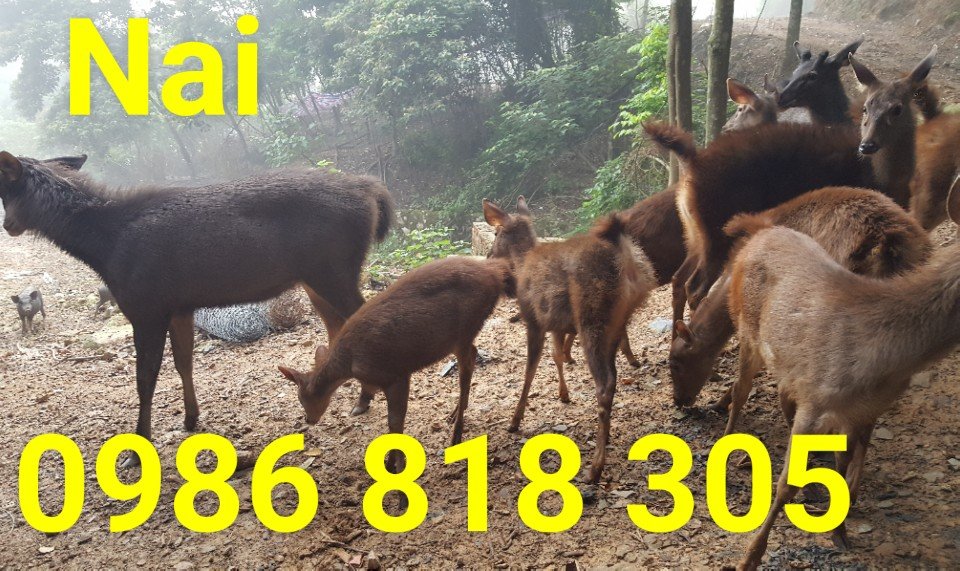 Kỹ thuật chăn nuôi nai | Nhung hươu Tươi, hươu giống, nai giống,